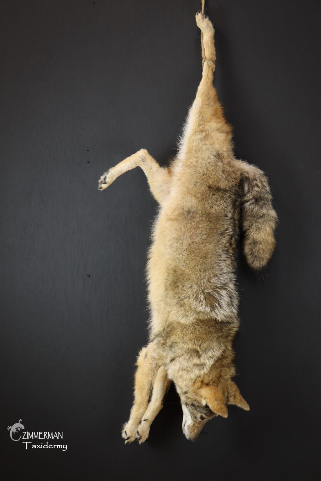 Small Game Mounts Gallery: Zimmerman Taxidermy